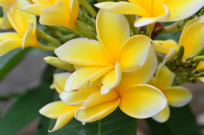 Hermosa flor plumeria alba foto de archivo. Imagen de cierre - 259362120