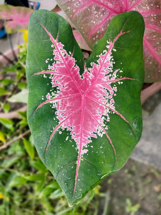 Hermosa Hoja De Caladio En La Olla Imagen de archivo - Imagen de ...