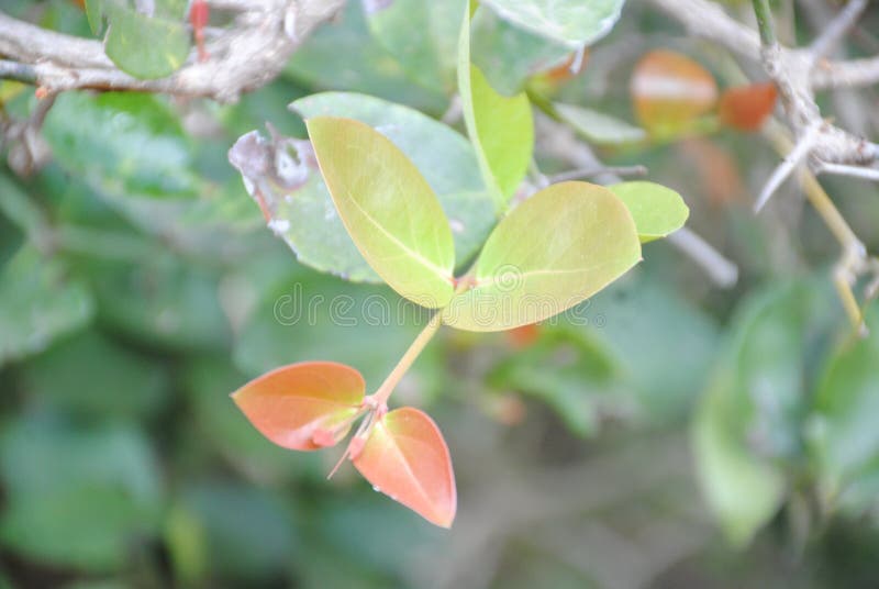 Hermosa Hoja De Colores Rojo Y Verde Imagen de archivo - Imagen de ...