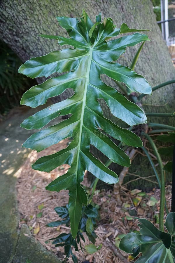 Hermosa Hoja Fenestrada De Philodendron Bob Cee Una Escalada De Plantas ...