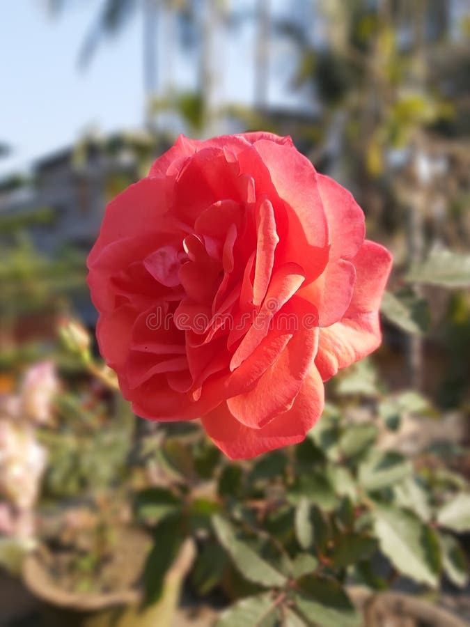 Hermosa Imagen De Color Rosa Foto de archivo - Imagen de rosa, color ...