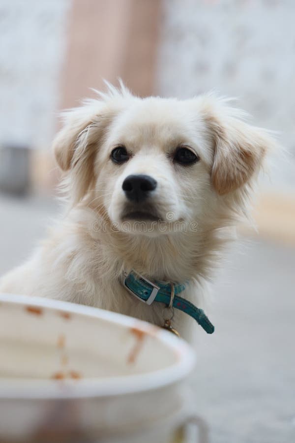 Hermosa Linda Pequeña Raza Kokoni Foto de archivo - Imagen de poco ...