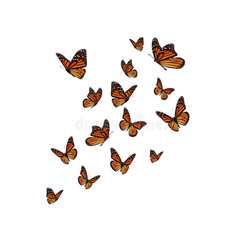 Hermosa mariposa monarca imagen de archivo. Imagen de libertad - 269803931