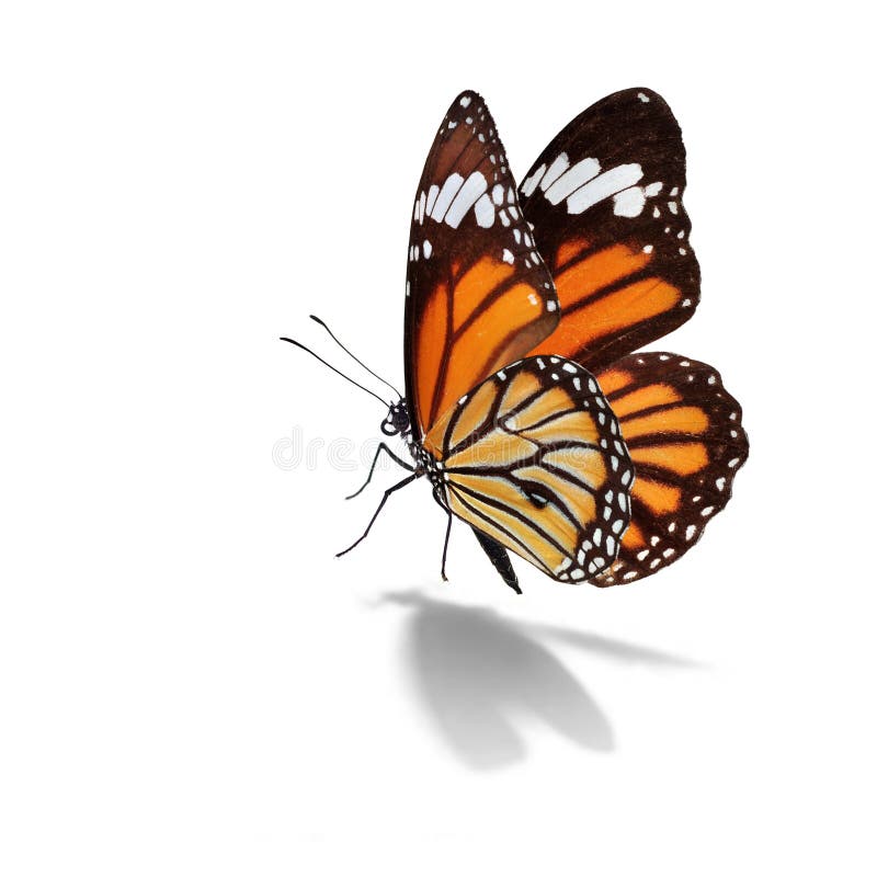 Hermosa mariposa monarca imagen de archivo. Imagen de mosca - 269803937