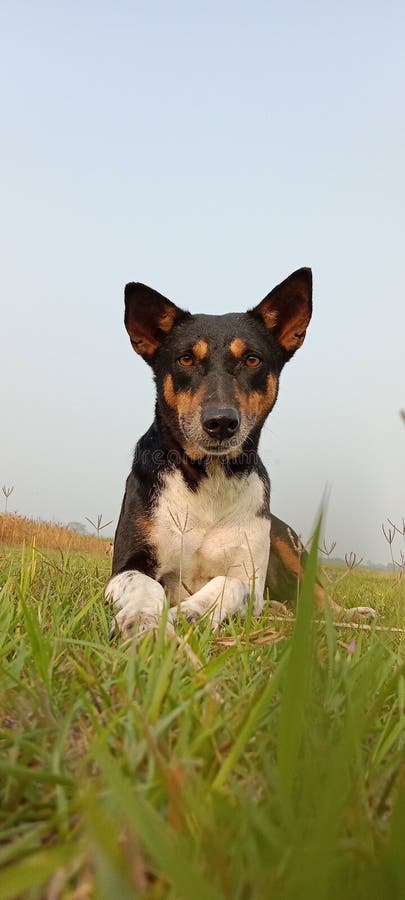 Hermosa pose de perro imagen de archivo. Imagen de deportes - 245294231