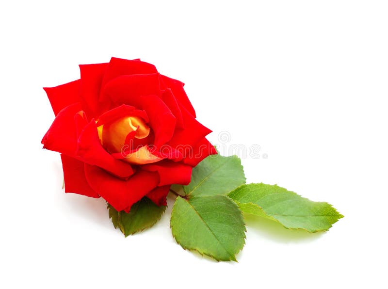 Hermosa rosa roja imagen de archivo. Imagen de saturado - 158308259