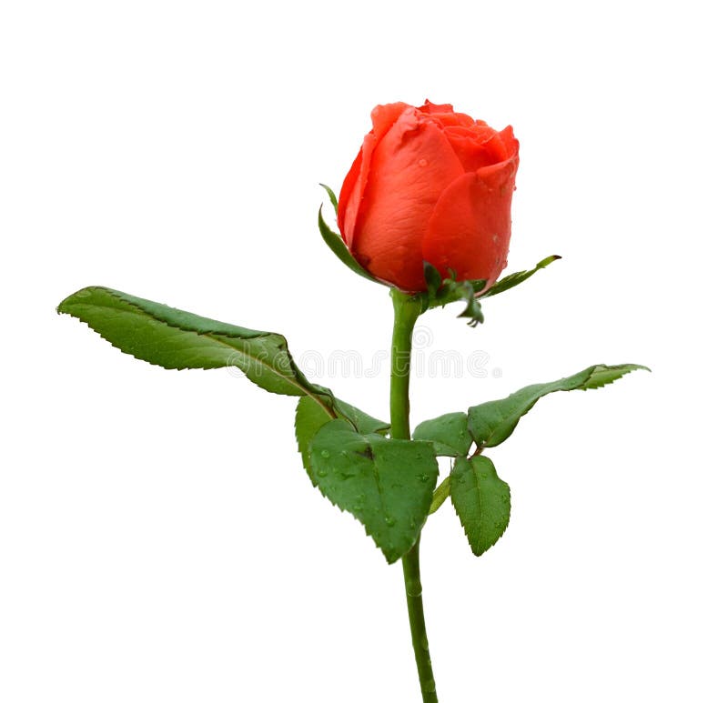 Hermosa Rosa Roja Sobre Fondo Blanco Imagen de archivo - Imagen de ...