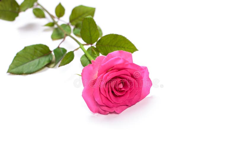 Hermosa Rosa Rosa Simple Aislada De Fondo Blanco Foto de archivo ...