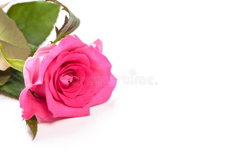 Hermosa Rosa Rosa Simple Aislada De Fondo Blanco Imagen de archivo ...