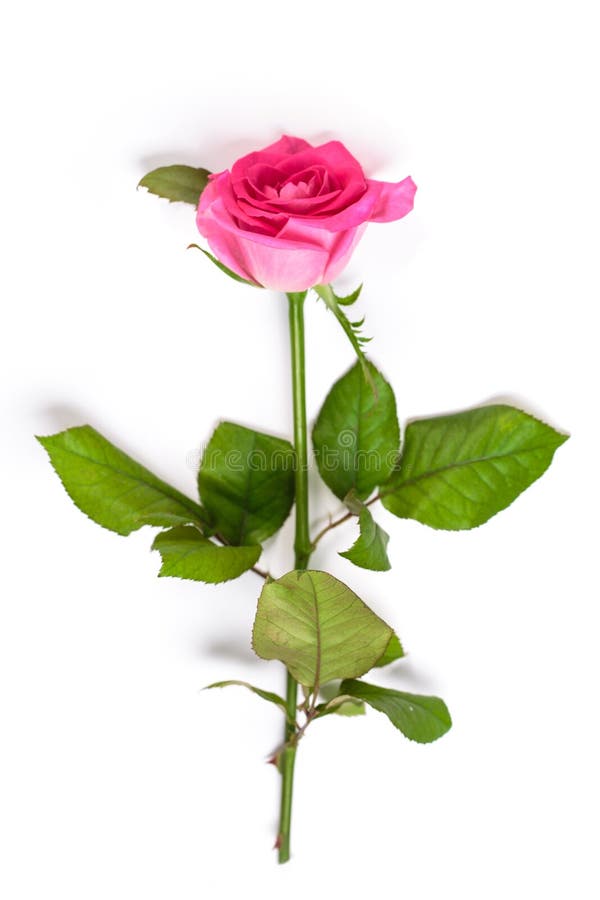 Hermosa Rosa Rosa Simple Aislada De Fondo Blanco Imagen de archivo ...