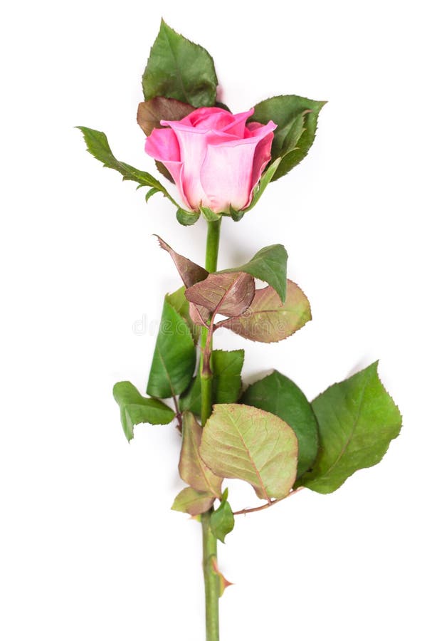 Hermosa Rosa Rosa Simple Aislada De Fondo Blanco Imagen de archivo ...