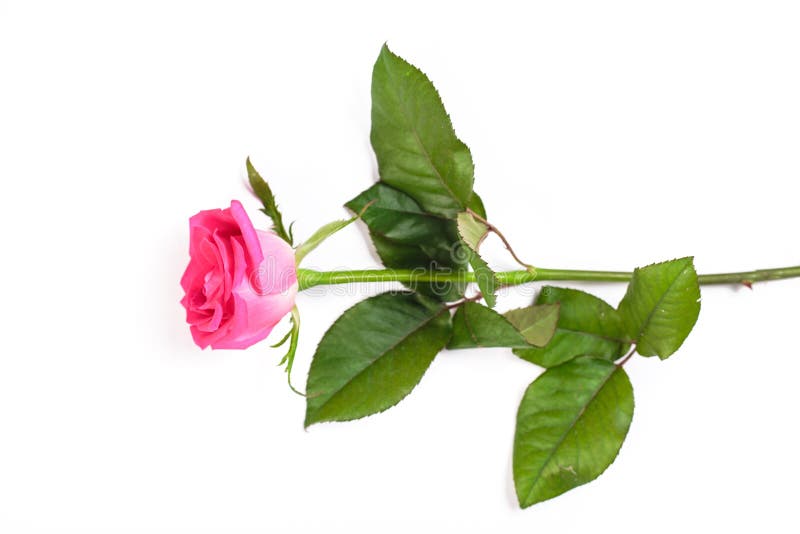 Hermosa Rosa Rosa Simple Aislada De Fondo Blanco Imagen de archivo ...