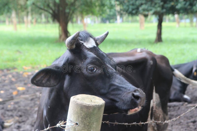 Hermosa vaca negra imagen de archivo. Imagen de vaca - 293896093