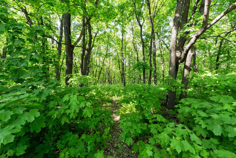 Hermosa Vista De Un Bosque Verde Imagen de archivo - Imagen de destello ...