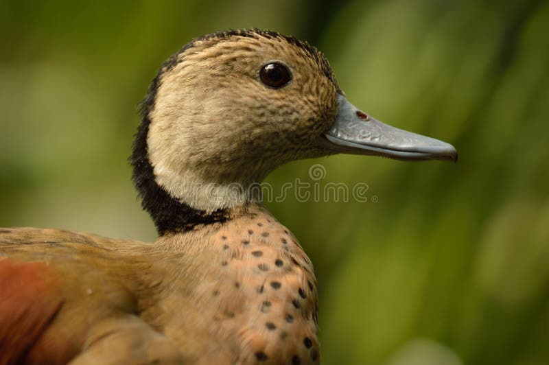 Hermosas aves coloridas foto de archivo. Imagen de pocos - 155961650