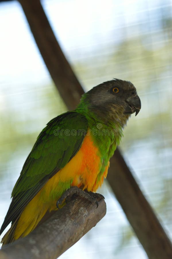 Hermosas aves coloridas foto de archivo. Imagen de rojo - 155961688