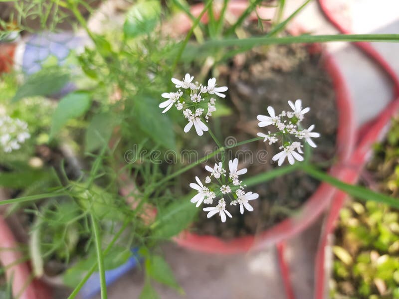 Hermosas Flores Blancas De Cilantro Imagen de archivo - Imagen de ...