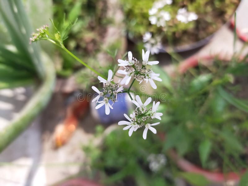 Hermosas Flores Blancas De Cilantro Foto de archivo - Imagen de lila ...