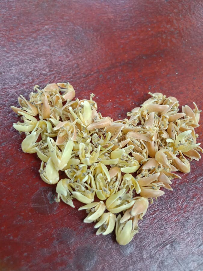 Hermosas flores de coco foto de archivo. Imagen de planta - 277390324