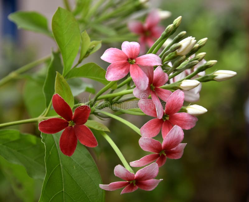 Hermosas Flores De Color Rosa Claro Foto de archivo - Imagen de hermoso ...