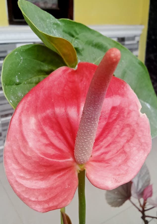 Hermosas Flores Rosadas De Anturio Foto de archivo - Imagen de hermoso, rosa: 261841070