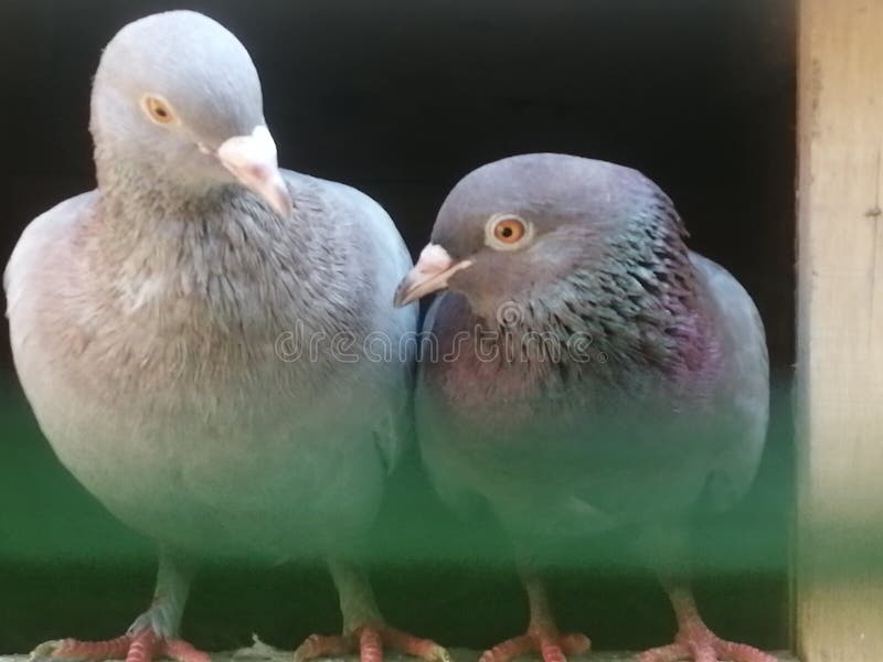 Hermosas palomas bonitas foto de archivo. Imagen de fauna - 248451600