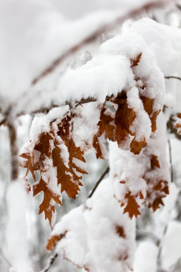 Hermosas Plantas Cubiertas De Nieve De Invierno Profundo Foto de ...