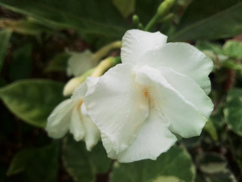 Hermosas Plantas De Color Verde Imagen de archivo - Imagen de plantas ...