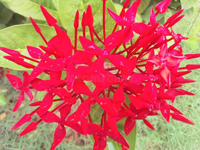 Hermosas Plantas De Color Verde Foto de archivo - Imagen de flores ...