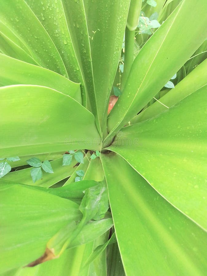 Hermosas Plantas De Color Verde Foto de archivo - Imagen de plantas ...