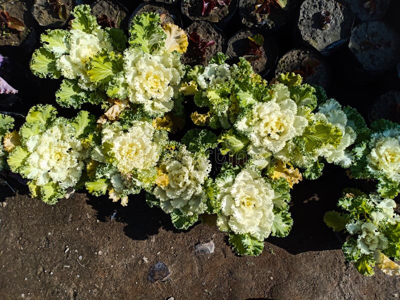 Hermosas Plantas De Repollo Foto de archivo - Imagen de flor ...