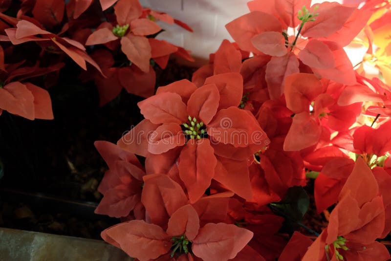 Hermosas Plantas Decorativas De Color Rosa Claro Imagen de archivo ...