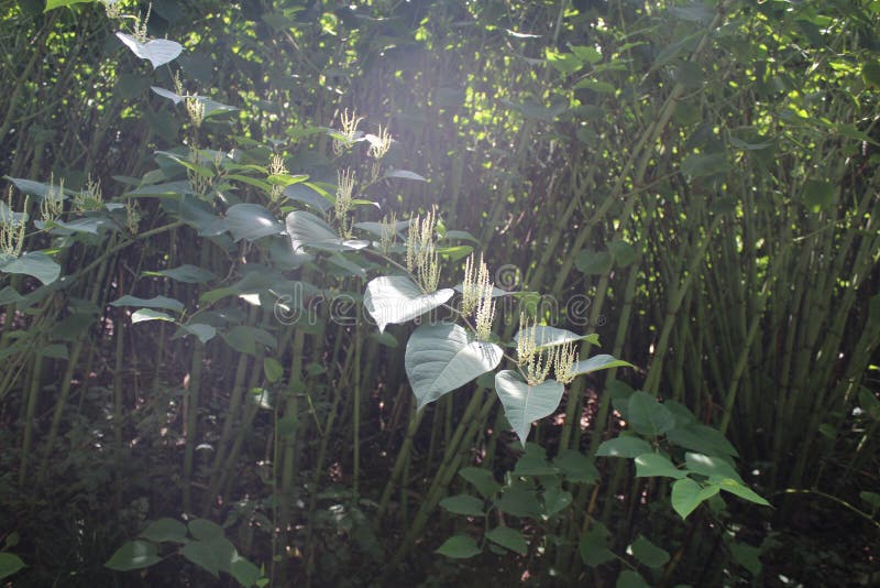 Hermosas Plantas En El Bosque Imagen de archivo - Imagen de senderismo ...