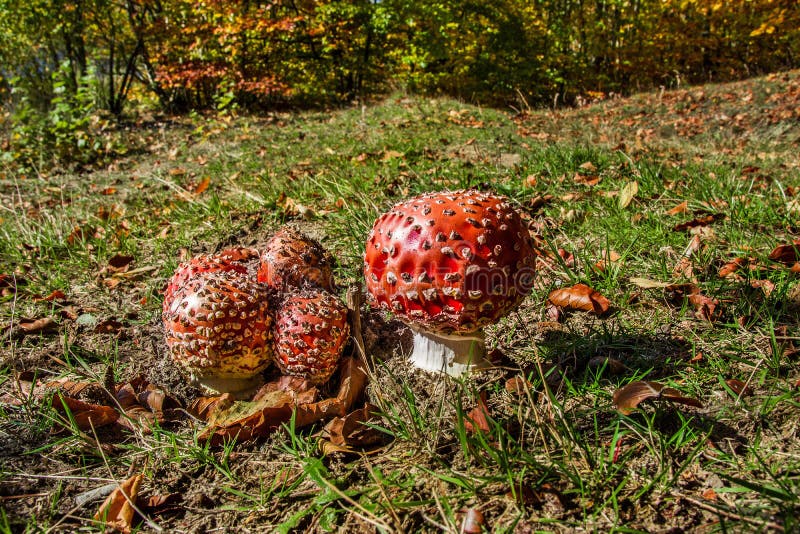 Hermosas Setas Rojas Venenosas, Hierba Foto de archivo - Imagen de ...