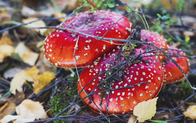 Hermosas Setas Venenosas Rojas Que Crecen En El Bosque Mosca Agaric ...