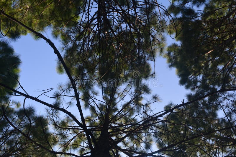 Hermosas Vistas De Chir Pine Pinus Roxburghii Imagen de archivo ...