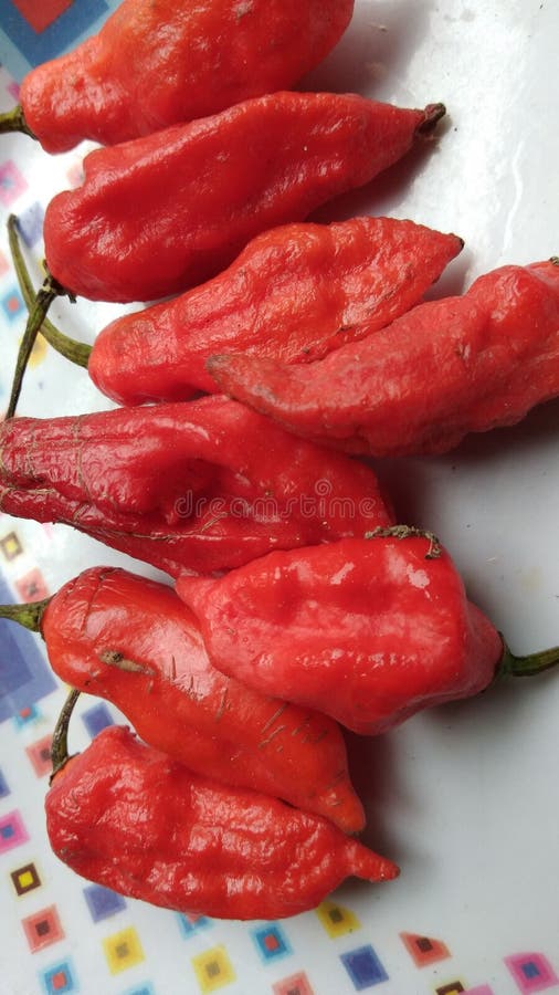 Hermoso Chile Indio Rojo Y Picante Foto de archivo - Imagen de ...