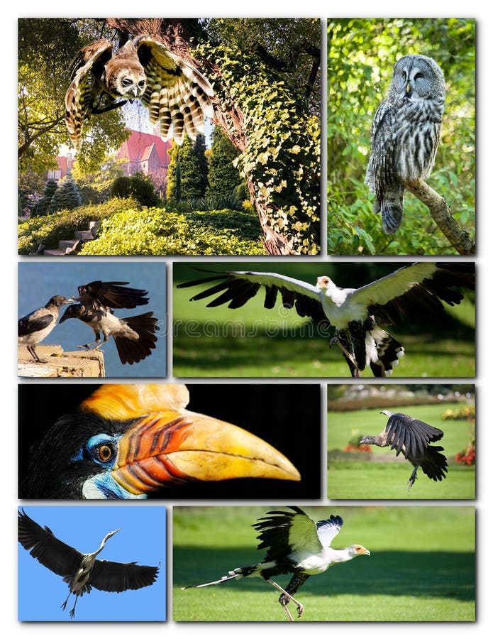 Hermoso Collage De Diferentes Aves Imagen de archivo - Imagen de ...