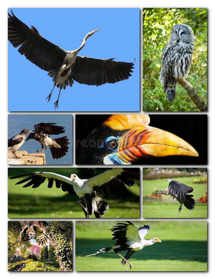Hermoso Collage De Diferentes Aves Foto de archivo - Imagen de colorido ...