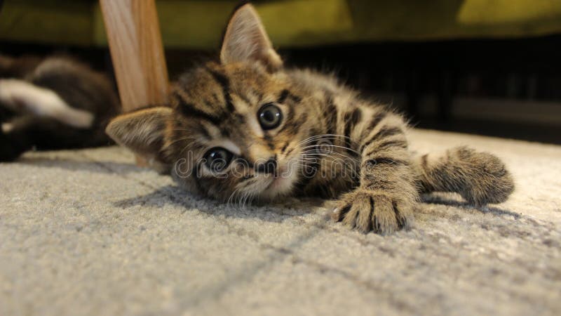 Gatito Pensando Y Luciendo Triste Foto de archivo - Imagen de animal ...