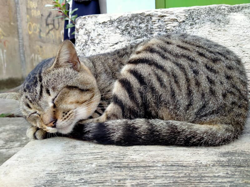 Hermoso Gato a Rayas Dormido Foto de archivo - Imagen de salvaje ...