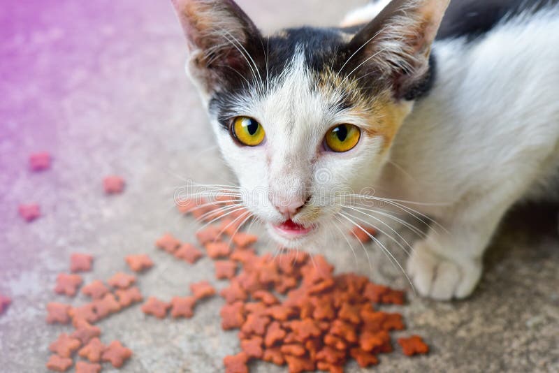 Hermoso Lindo Gato Comiendo Comida Para Gato En El Piso Foto de archivo ...