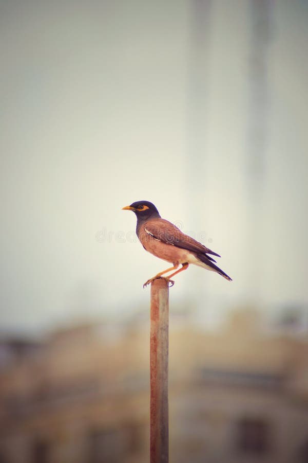 Fraz Khalid (Frazkhalid) - Photographer profile