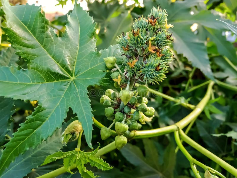Hermosa Planta De Ricinus Communis Imagen Imagen de archivo - Imagen de ...