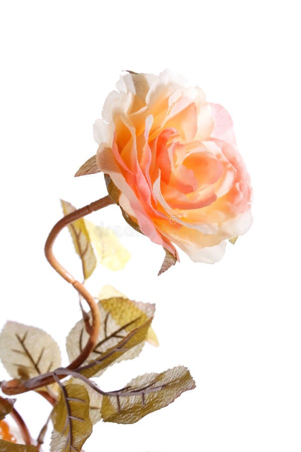 Hermoso se levantó imagen de archivo. Imagen de resorte - 10373739