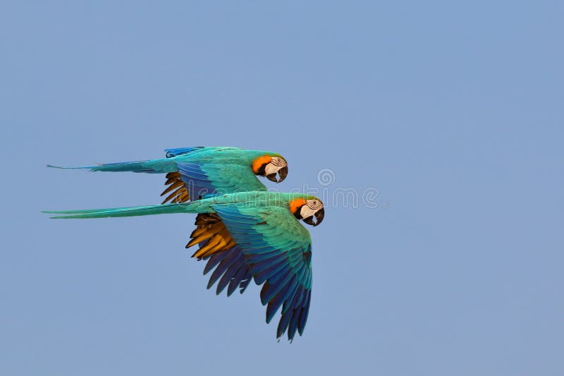 Hermosos Loros Volando En El Cielo. Foto de archivo - Imagen de mosca ...