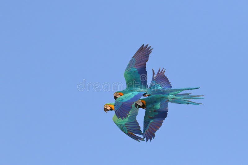 Hermosos Loros Volando En El Cielo. Foto de archivo - Imagen de animal ...