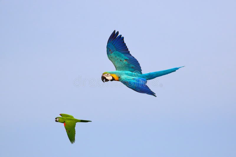 Hermosos Loros Volando En El Cielo. Imagen de archivo - Imagen de ...