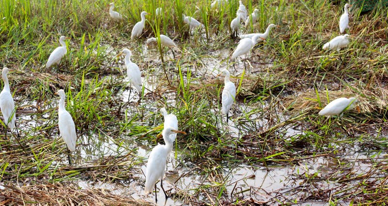 Hern in paddy stock photo. Image of paddy, hern, birds - 60751852