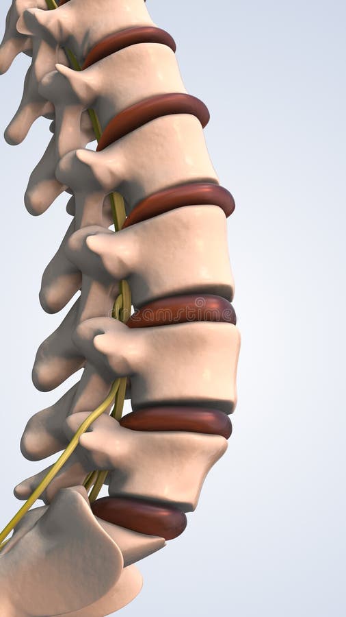 A Herniated Disc in the Lumbar Vertebrae Stock Illustration ...